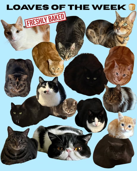 Best Funny cat loaf Memes - 9GAG