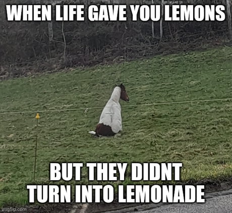 Best Funny lemonade Memes - 9GAG