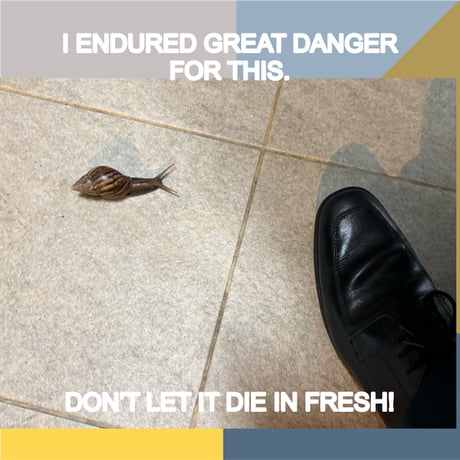 Best Funny snail Memes - 9GAG