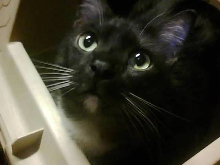 RIP Buster ~ It's been 3 years today & still miss you everyday! Thanks ...