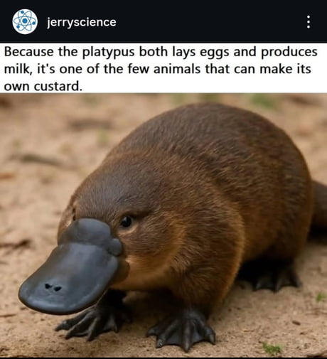 Funny Platypus Memes Platypus Memes & GIFs Imgflip