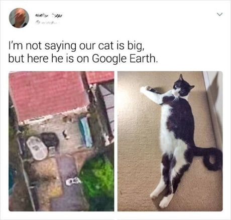 Best Funny fat cat Memes - 9GAG