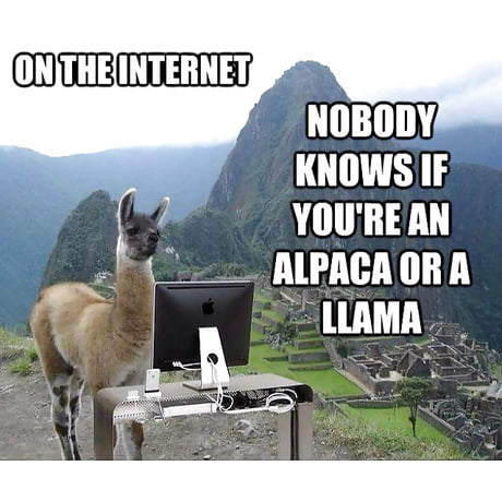 Best Funny alpaca Memes - 9GAG