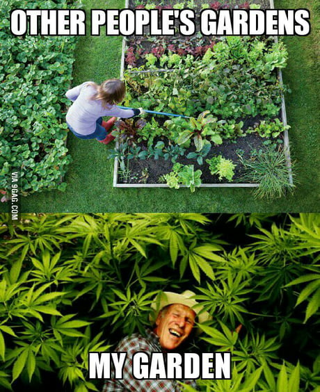 Smoke Weed Errday Memes Amazon.com: Funny Cannabis Weed Meme 420 LOL I