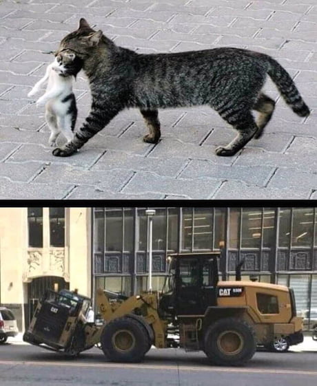Random Cat Meme Mostly A Cat Dump From My Phone! Funny Post Imgur