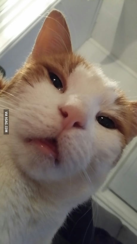 Cat Lips Memes