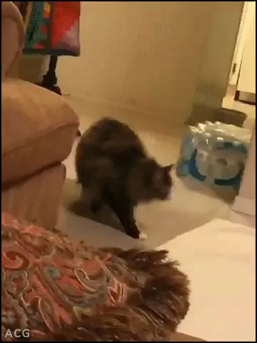 Yas Cat