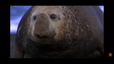 Ugly Elephant Walrus