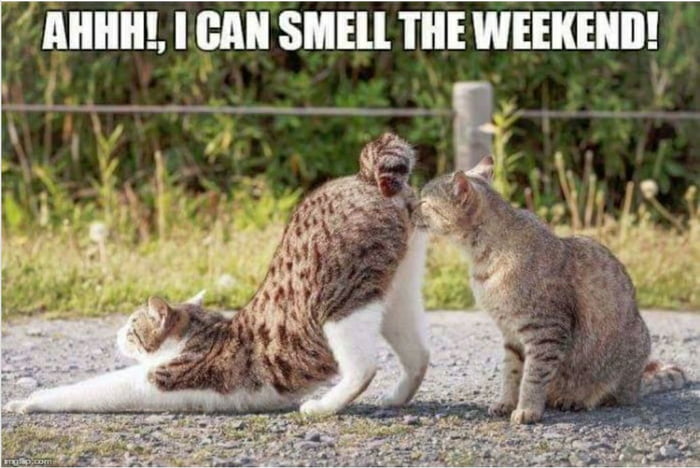 I can smell the weekend - 9GAG