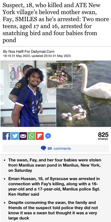 Best Funny swan Memes - 9GAG