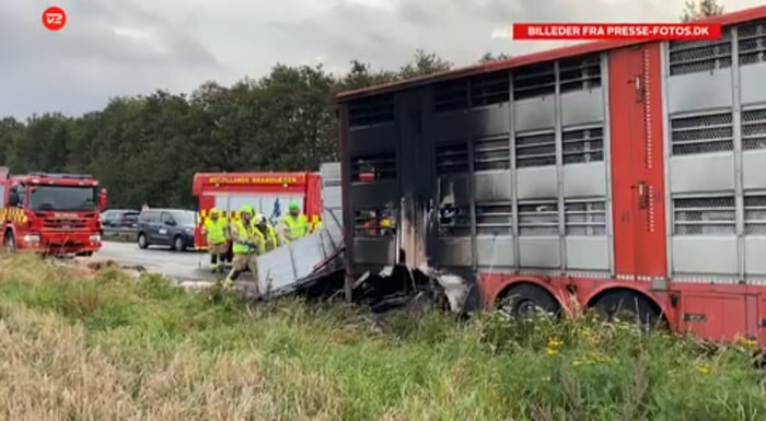 Pig transporter caught fire on the Danish motorway "E45", killing 100 ...