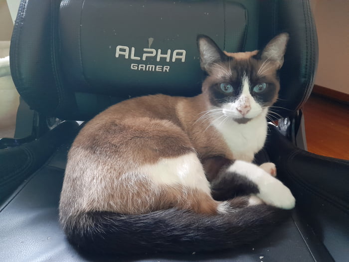 Alpha Gamer Cat - 9GAG