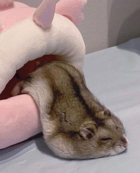 Hangover hamster... - 9GAG