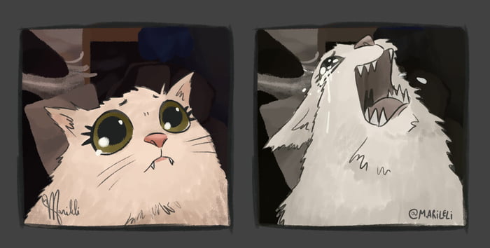 Thurston Waffles The Screaming Meme Cat Has Passed Away At 15 - 9GAG