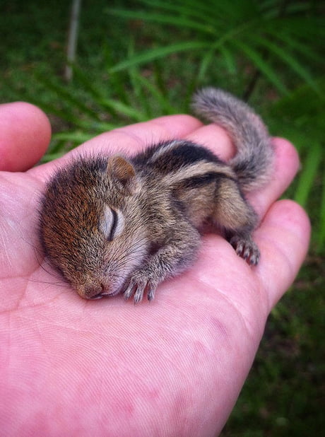 Baby squirrel | Worth to watch