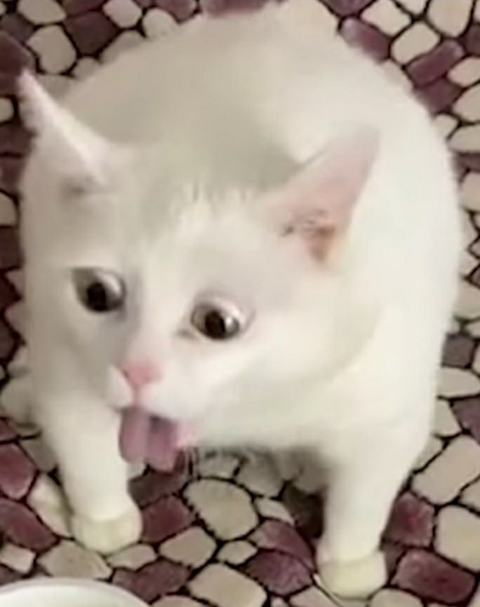 A wild meme appeared . . . - 9GAG