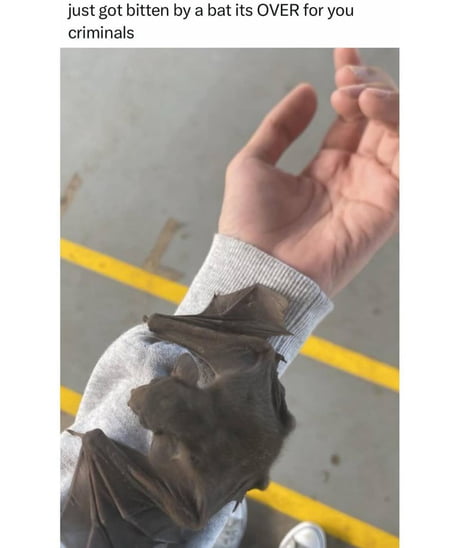 Best Funny bat bite Memes - 9GAG