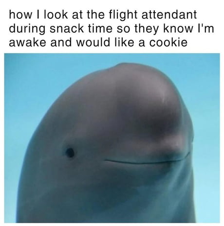 Best Funny whale Memes - 9GAG