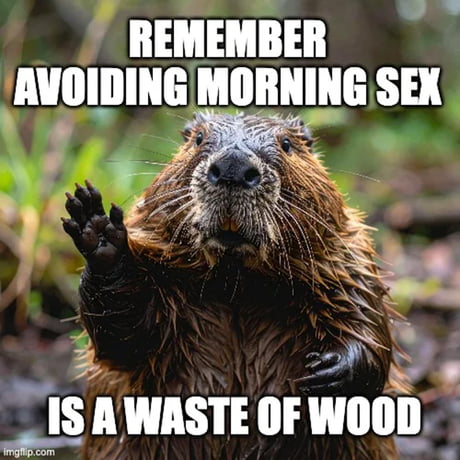 Best Funny bober Memes - 9GAG