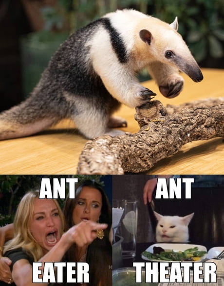 Best Funny ant Memes - 9GAG