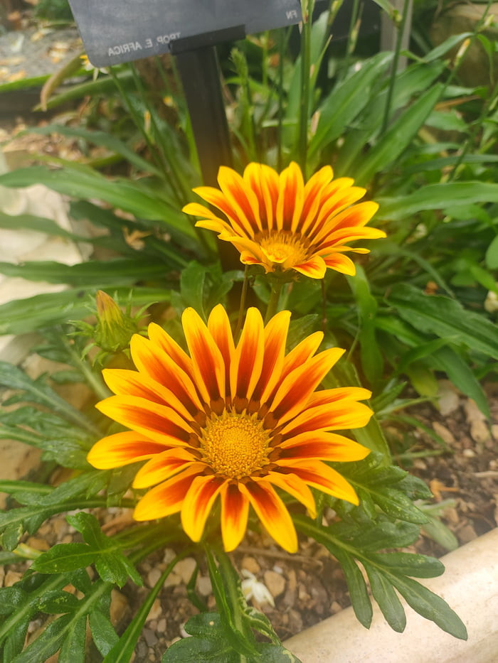 Sharing my flower gallery day 132 - 9GAG