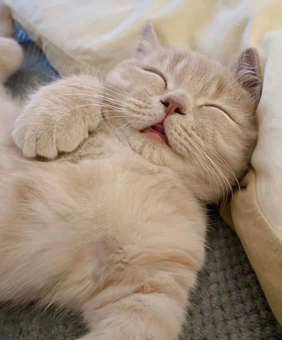 What a charming face the cat has, just adorable! - 9GAG