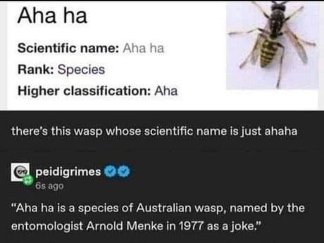 Best Funny wasp Memes - 9GAG