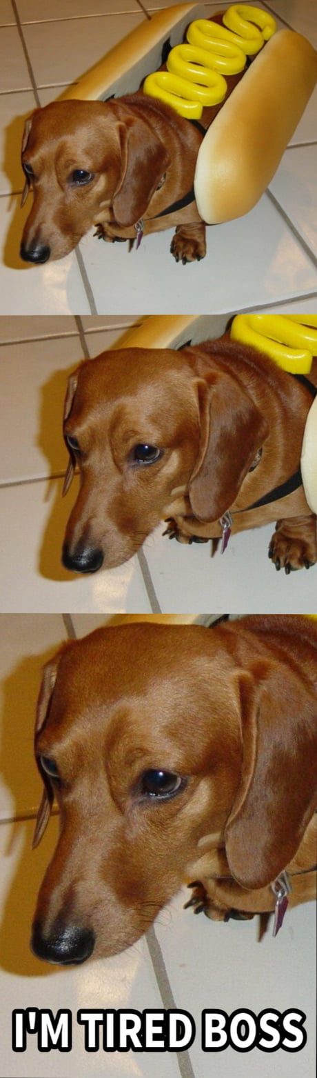 Best Funny dachshund Memes - 9GAG