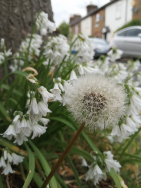 Best Funny dandelion Memes - 9GAG