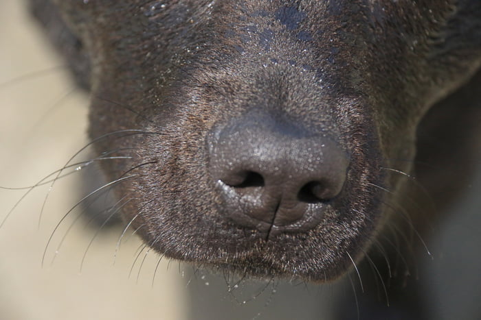 Boop the snoot - 9GAG