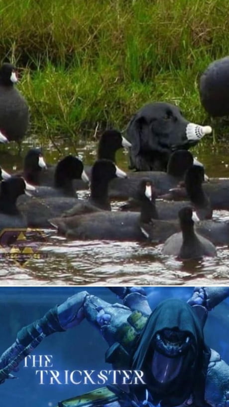 Best Funny duck Memes - 9GAG