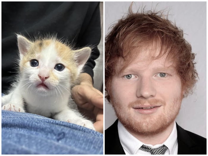 Does this Cat look like Ed Sheeran? - 9GAG