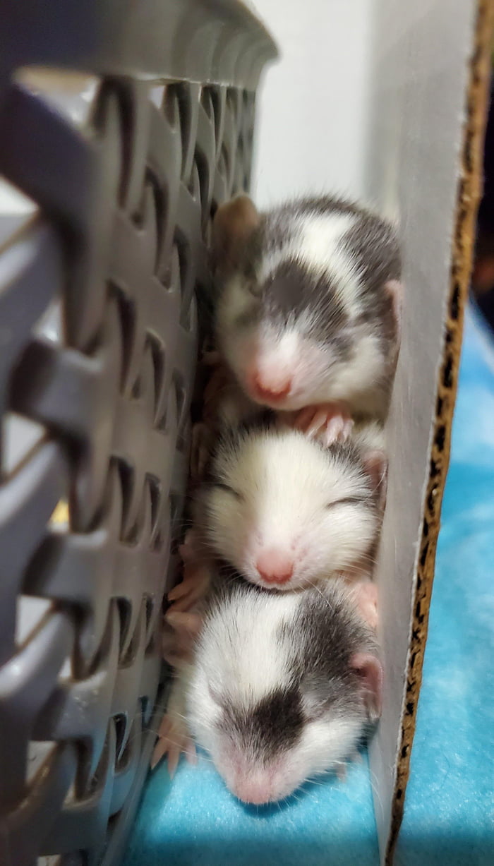 Baby rat stack - 9GAG