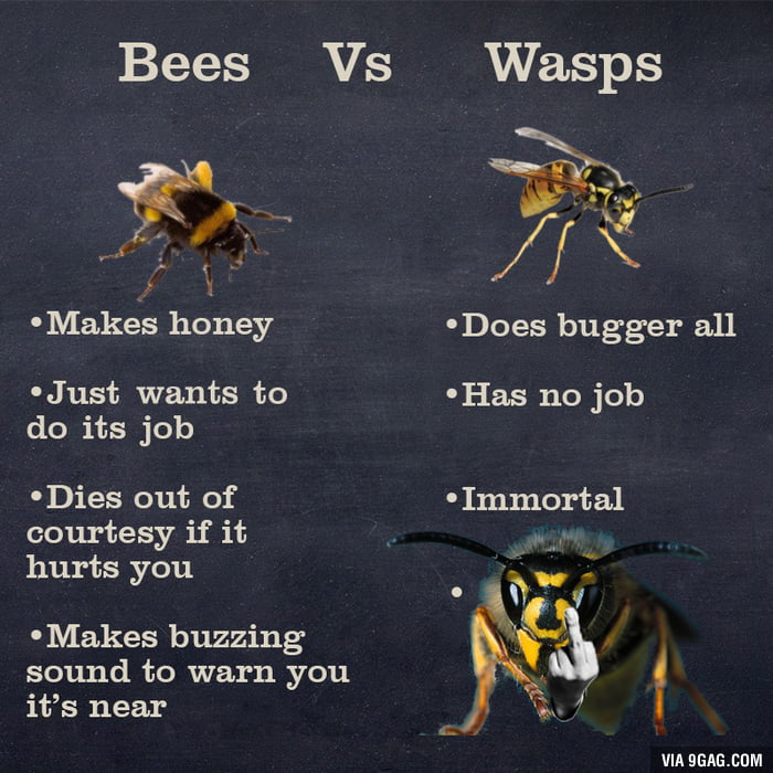 Wasp vs Bees - 9GAG