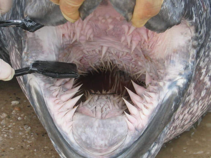 The inside of a Sea Turtle's mouth looks like something from The Thing ...