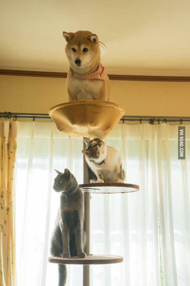 "Screw you all, I'm ON TOP!" - 9GAG