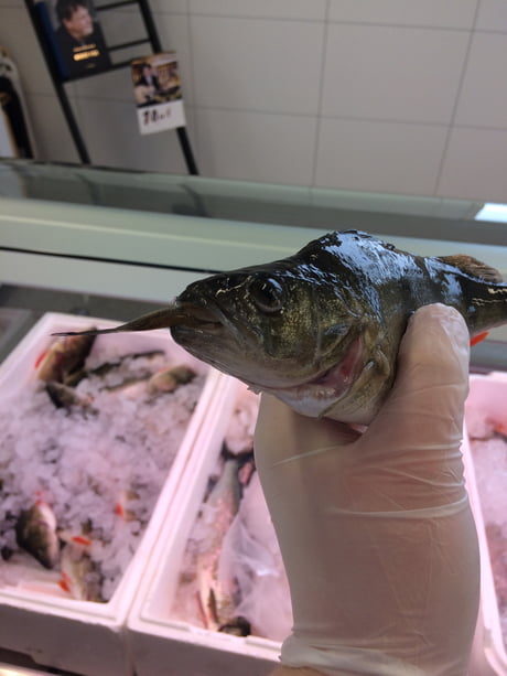 Best Funny perch Memes - 9GAG