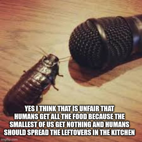 Flying Cockroach 9gag