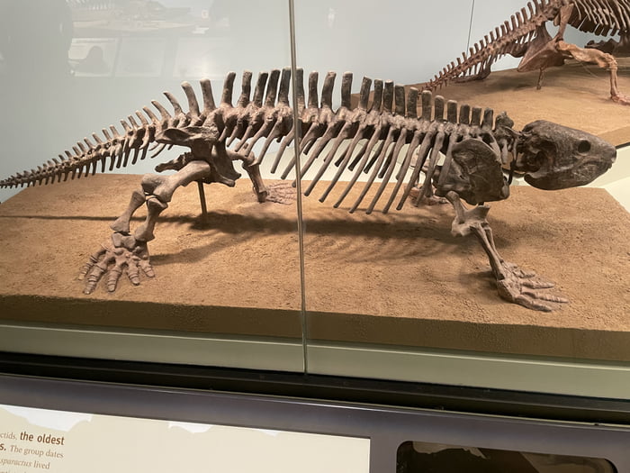 This tetrapod is known as Diasparactus! Scientists believe this is (so ...