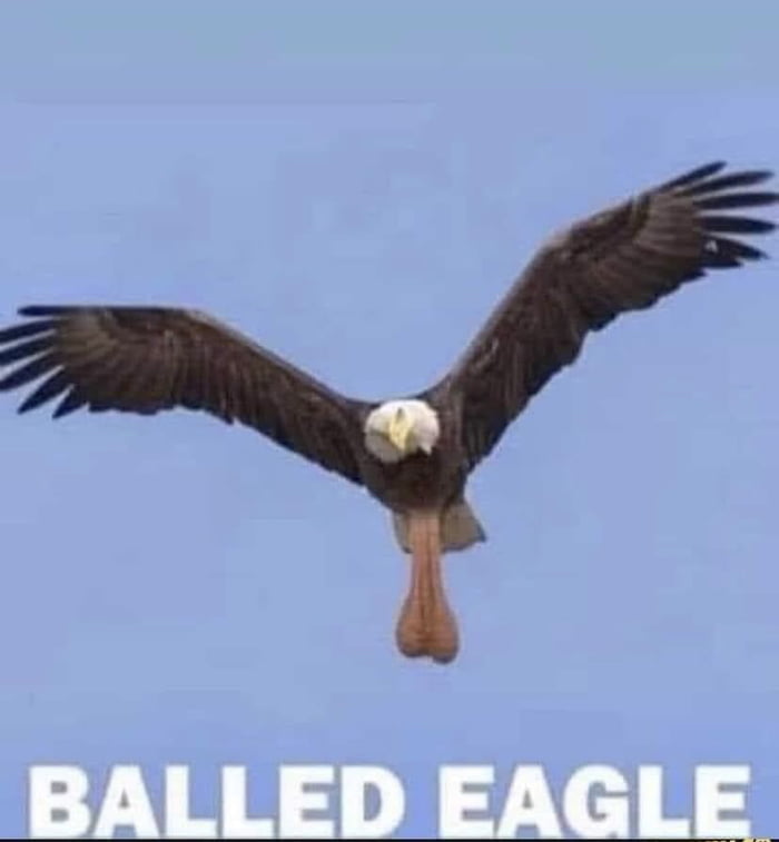 Majestic Balled Eagle - 9GAG
