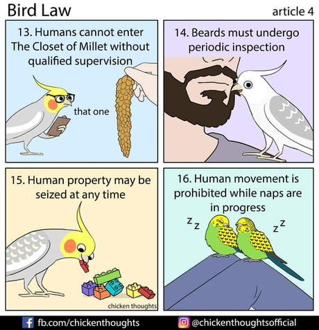 Best Funny cockatiel Memes - 9GAG
