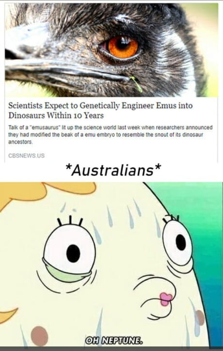 Best Funny emu Memes - 9GAG