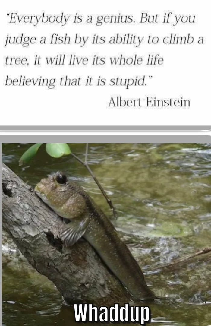 I bet he thinks he’s superior to the other fish - 9GAG