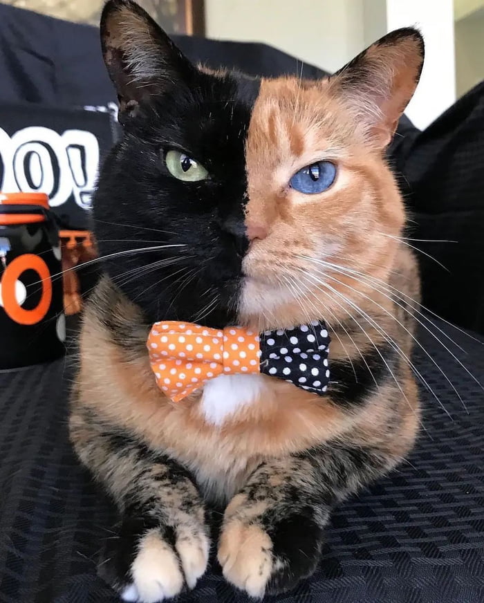 Known as Chimera cats, these special felines have an unforgettable ...