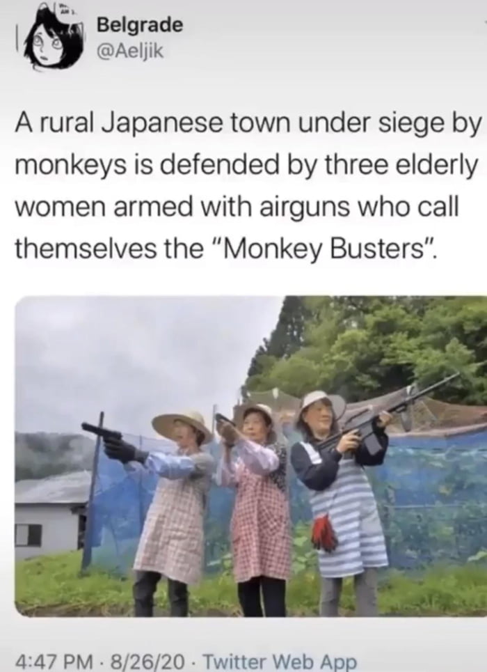 Elderly Japanese women, monkey busters, destroyers of all monkeys - 9GAG