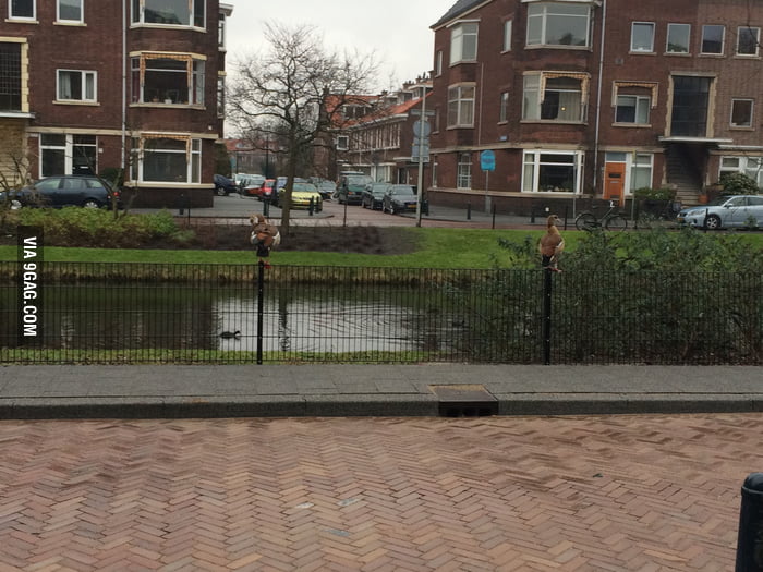 Focus, Daniel son.. - 9GAG