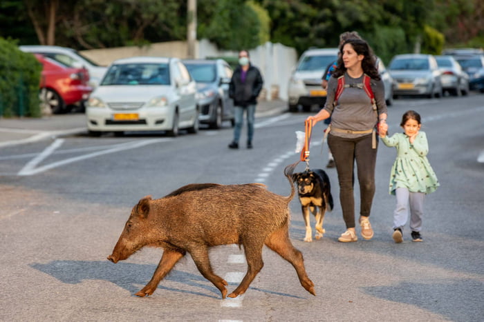 Wild Boar In Haifa Takes A Nap After Eating All The Garbage - 9GAG