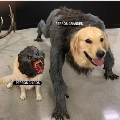 Meme De Perro Furioso Un Perro Muy Enojado Y Furioso Vestido Con