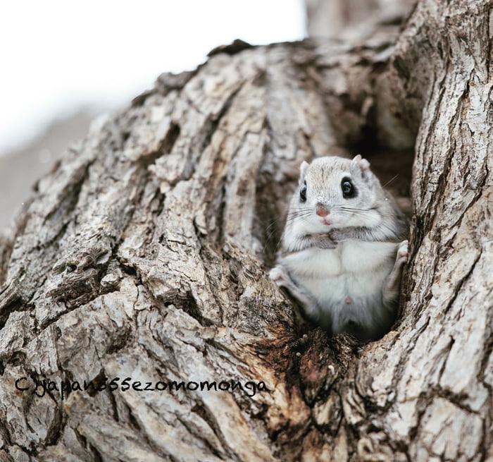 16 Photos Of Japanese Dwarf Flying Squirrels That Look Like Pokémon - 9GAG