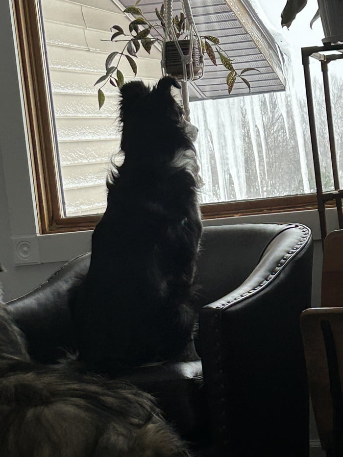 Echo waiting for Dad to get home. - 9GAG